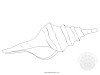 Disegno conchiglia da colorare - TuttoDisegni.com