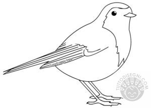 Passerotto - TuttoDisegni.com