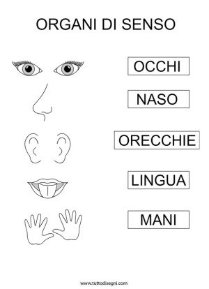 Organi di senso - TuttoDisegni.com