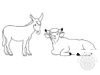 Bue e asinello da colorare - TuttoDisegni.com