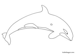 Orca da colorare - TuttoDisegni.com