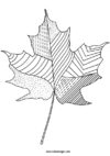 Foglia - Linee e punti - TuttoDisegni.com